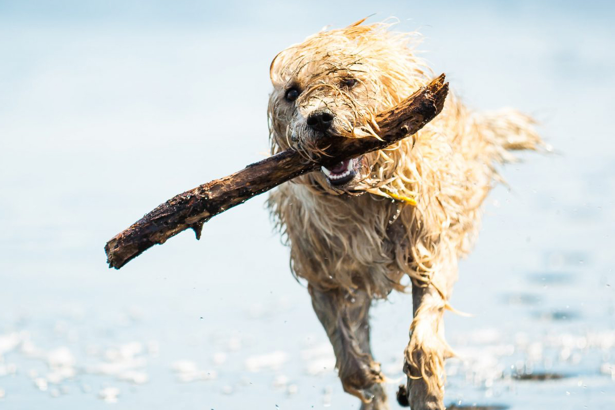 Dog Strike: Compensation Claim Solicitors – No Win, No Fee