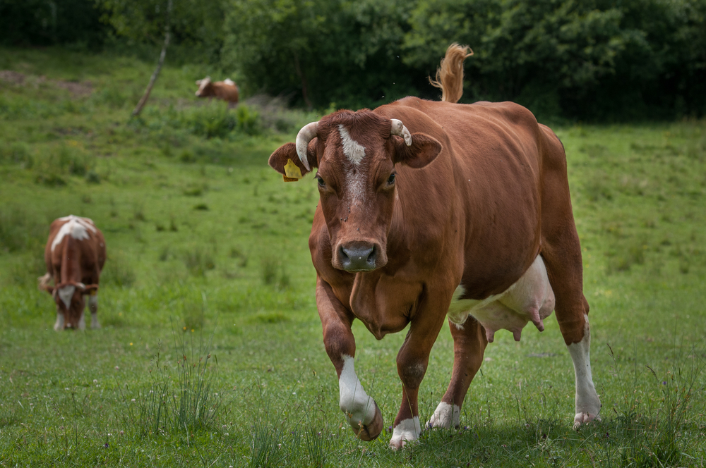 Cow Injury Compensation Calculator: No Win No Fee Solicitors.